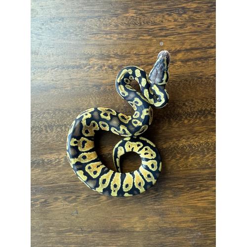 Jual Ball Python Male Pastel het clown - Jakarta Barat - Tan Reptiles ...