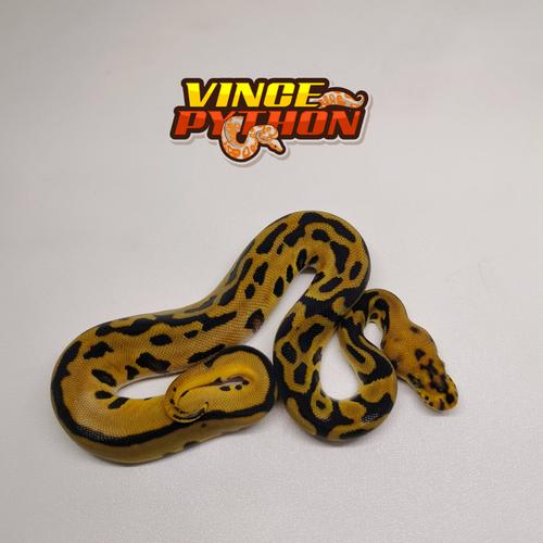 Jual Ball Python F Spotnose Leopard Clown Batman - Kota Bandung ...