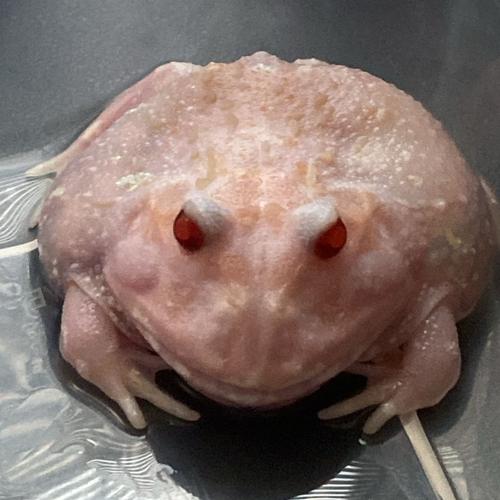 Jual Pacman kodok frog mutant chicken red eyes - Kota Bandung - DuaAlam ...