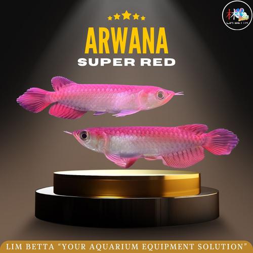 Jual ARWANA SUPER RED 10 CM / ARWANA SUPER RED SERTIFIKAT DAN CHIP ...