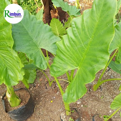 Jual pohon sente hijau/bibit sente hijau/tanaman sente hijau/pohon ...