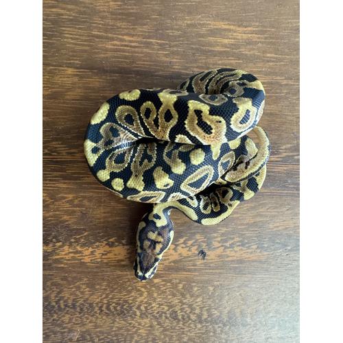 Jual Ball Python Male Spotnose het clown - Jakarta Barat - Tan Reptiles ...