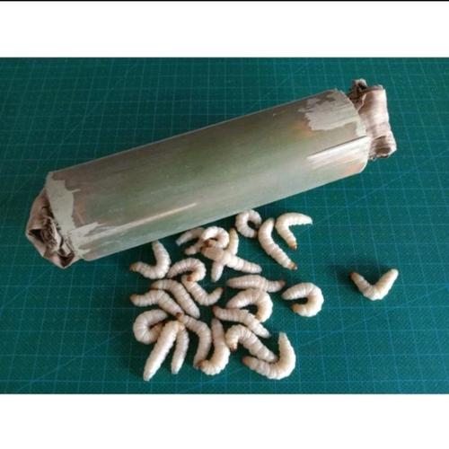 Jual Ulat Bambu Hidup - Ulat Bambu Cangcilung - Murah - Jakarta Barat ...