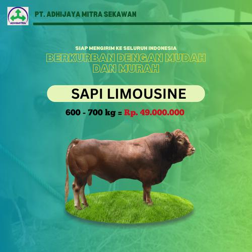 Jual Sapi qurban limosin 700kg - Jakarta Timur - Qurbanan | Tokopedia