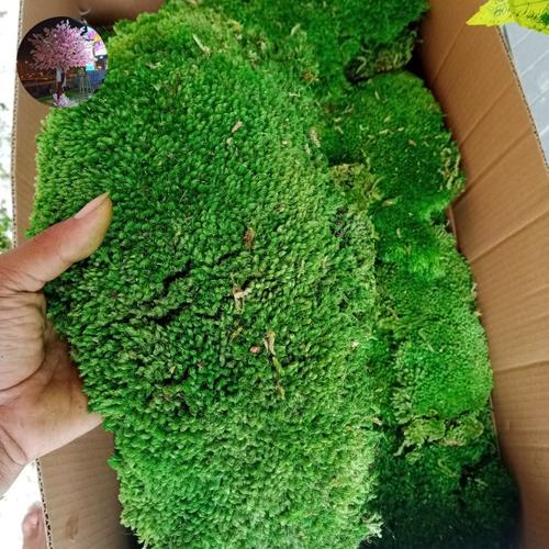 Jual 1000 gram / 1kg lumut pinus lumut moss lumut hutan yang di awetkan ...