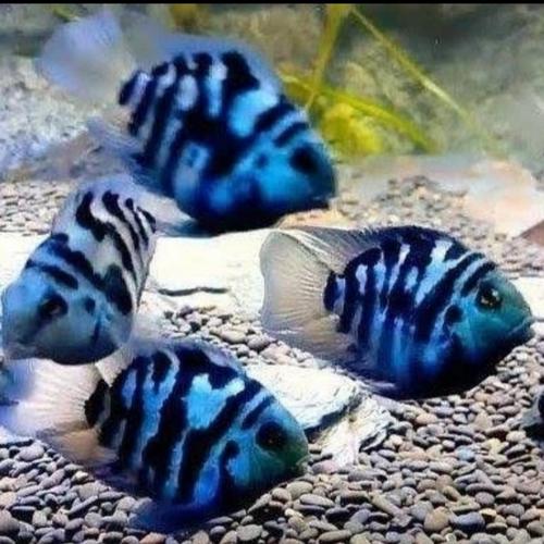 Jual ikan hias blue polar parrot cichlid - Jakarta Barat - Go Aquatic ...