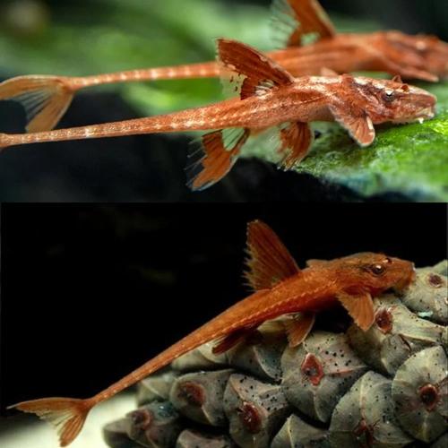 Jual IKAN SAPU-SAPU RED LIZARD WHIPTAIL CATFISH PLECO ALGAETER ALGAE ...
