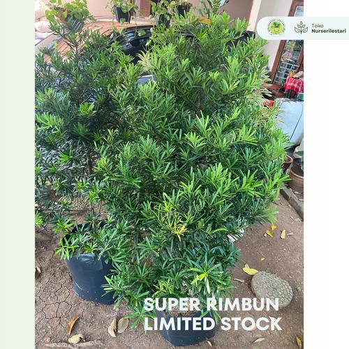 Jual Pohon Lo Han Sung Lohansung - Podocarpus Macrophyllus - Jakarta ...