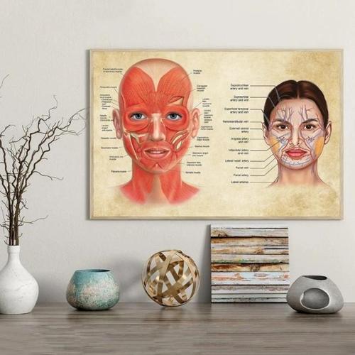 Jual salee Poster Anatomi Wajah Otot Wajah dan Pembuluh Darah ...
