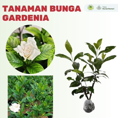 Jual Tanaman Bunga Gardenia Kaca Piring - Cape Jasmine - Jakarta ...