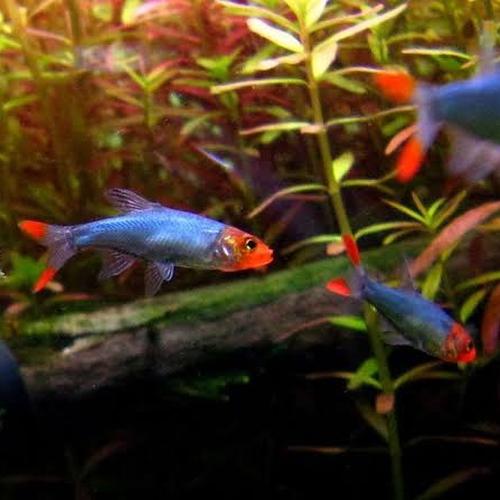 Jual ikan burmese rummynose Tetra sawbwa/ikan hias aquascape/air tawar ...