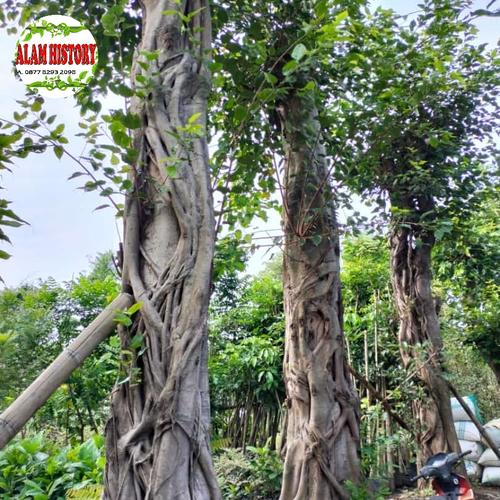 Jual pohon bodhi/pohon fossil/pohon teduh/pohon bodhi fossil - Kab ...