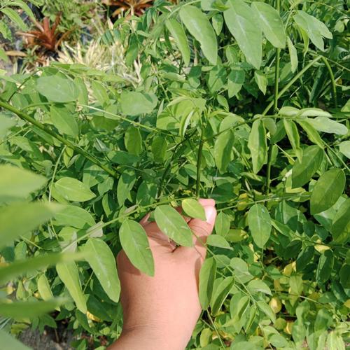 Jual tanaman daun katuk pohon, sayur katuk, lancar asi, rimbun, siap ...