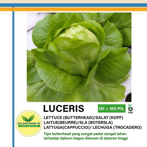Jual Benih lettuce butterhead LUCERIS Bejo seed - Import - Jakarta ...