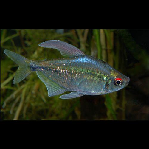 Jual Ikan Hias Diamond Tetra / Ikan Hias Air Tawar Diamond Tetra / Ikan ...