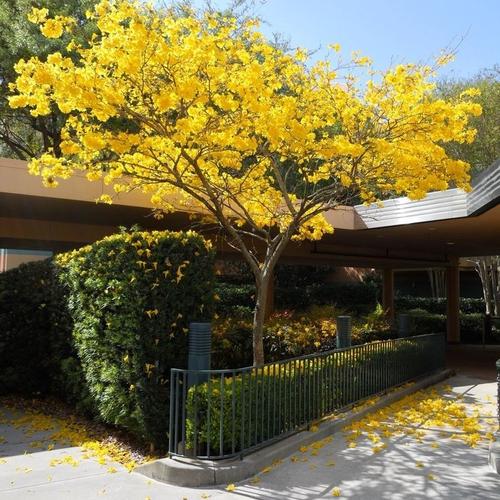 Jual tanaman hias bunga Tabebuya Kuning/ Yellow Tabebuia tree/ Bunga ...
