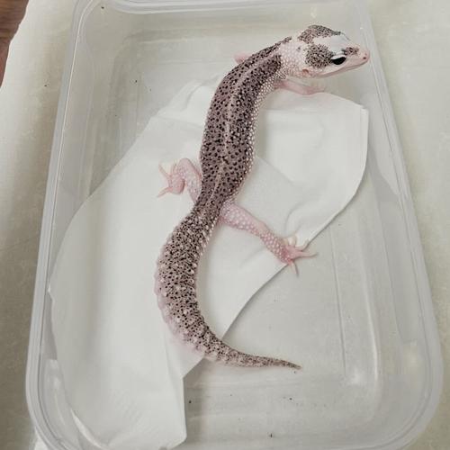 Jual [S007] (Female) Leopard Gecko Morph Pied H.T PH Diablo blanco ...