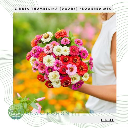 Jual Benih Bibit Biji - Bunga Zinnia Thumbelina (Dwarf) Flowered Mix ...