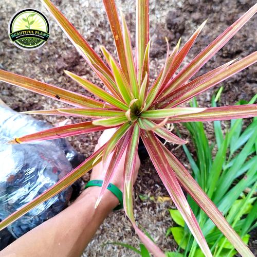 Promo tanaman dracena tricolor merah - dracena marginata - drasena ...