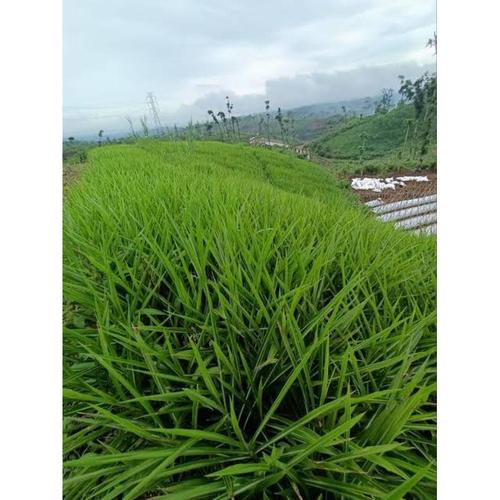 Jual Benih biji Rumput pakan Ternak dan Penghijauan 250 Gram Benih ...
