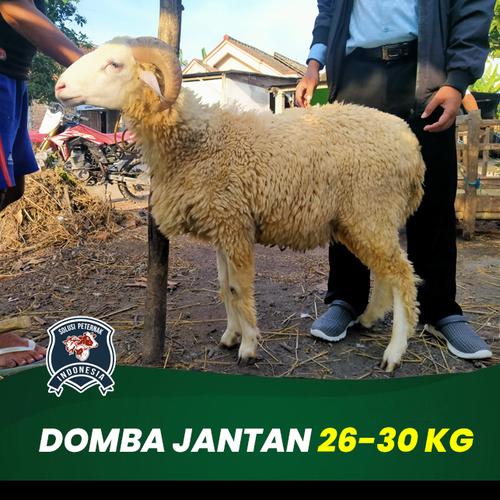 Jual Domba Qurban / Hewan Qurban 2024 Tipe B - Jabodetabek - Jantan 26 ...