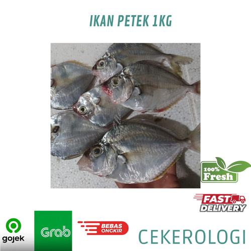 Jual Ikan Petek 1kg / Ikan Petek / Ikan Petek Segar / JABODETABEK ...