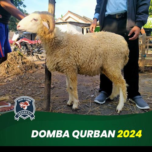 Jual Domba Qurban / Hewan Qurban 2024 Tipe B - Jabodetabek - Jantan 26-30 Kg - Kota Bekasi ...