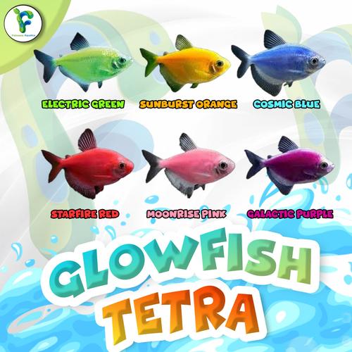 Jual Ikan Glow Fish / Glowfish Tetra Warna Warni - Ikan Hias Aquascape ...