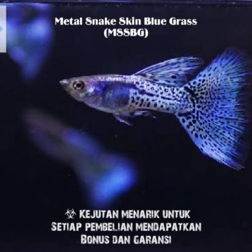 Promo Ikan Hias Guppy Metal SnakeSkin Blue Grass - betina - Kota Depok - Fishtreasure. id ...