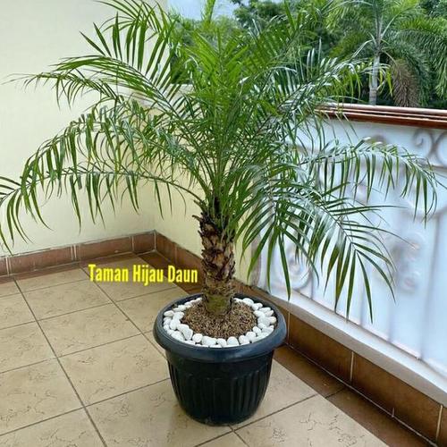 Jual Pohon Palem Phoenix Tanaman Langka Cocok Untuk Tanaman Indoor ...