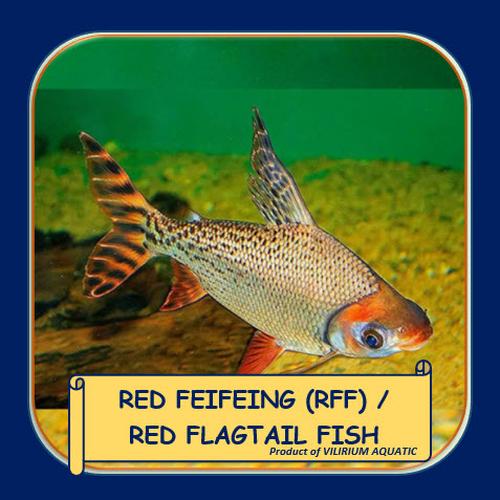 Promo IKAN HIAS AIR TAWAR - RED FEIFENG (RFF) / RED FLAGTAIL FISH (10 ...