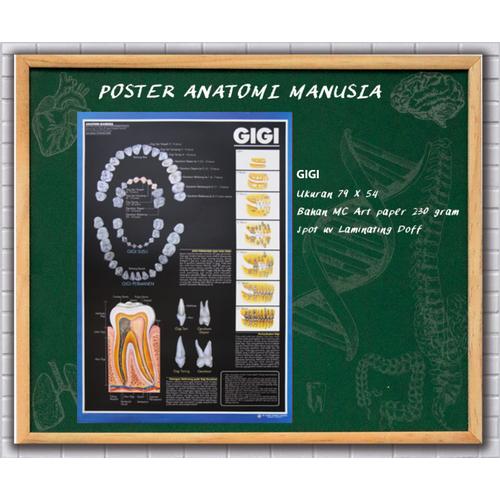 Jual Poster Anatomi Manusia (Gigi) - Jakarta Selatan - Rumah Peraga ...