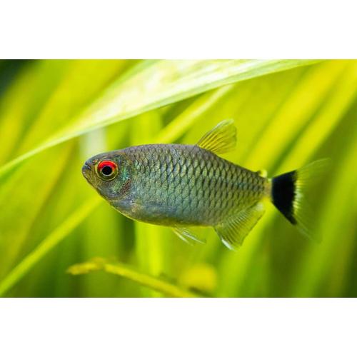 Jual Ikan Red Eye Tetra / Mata Merah / Manosa - Ikan Hias Aquascape Air ...