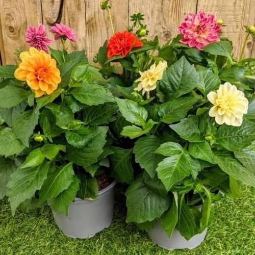 Promo Tanaman Hias Bunga DAHLIA Berbunga / Berkuncup - Pohon Bunga ...