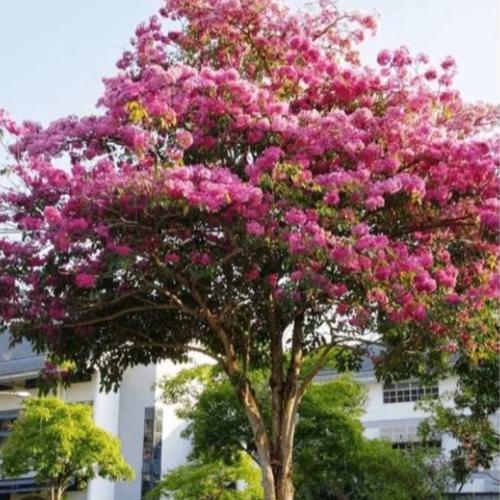 Jual tanaman hias pohon tabebuya bunga pink tinggi 3.5mter - Kuning ...