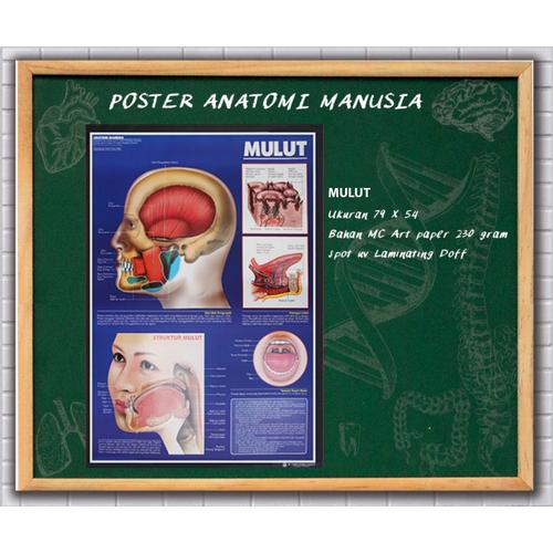 Jual Poster Anatomi Manusia (Mulut) - Jakarta Selatan - Rumah Peraga ...
