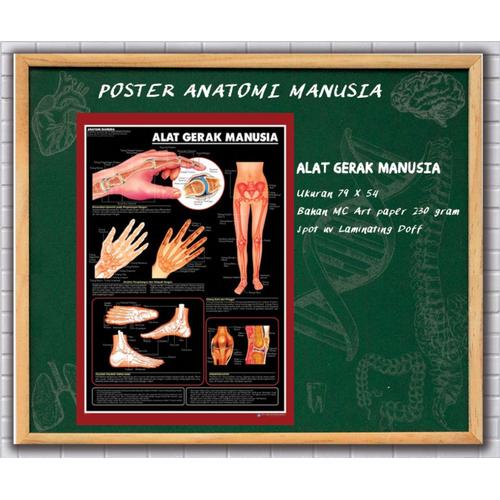 Jual Poster Anatomi Manusia (Alat Gerak Manusia) - Jakarta Selatan ...