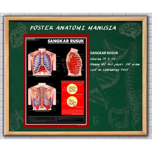Jual Poster Anatomi Manusia (Sangkar Rusuk) - Jakarta Selatan - Rumah ...