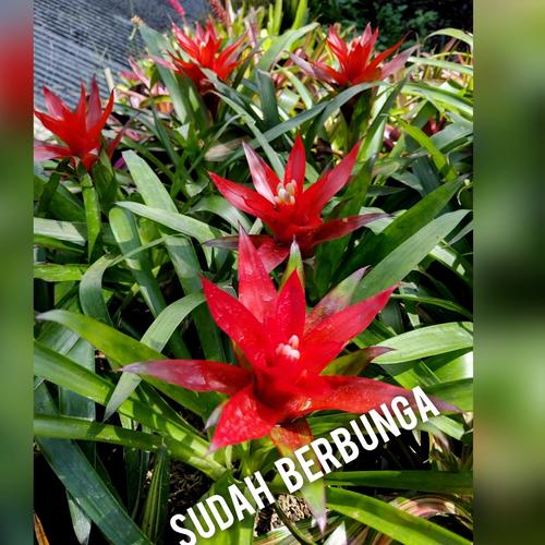 Jual BROMELIA GUZMANIA BUNGA OBOR MERAH Tanaman - Kab. Bandung Barat ...