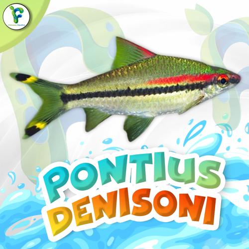 Jual Ikan Puntius Pontius Denisoni Denisoni / Red Line Torpedo - Ikan ...