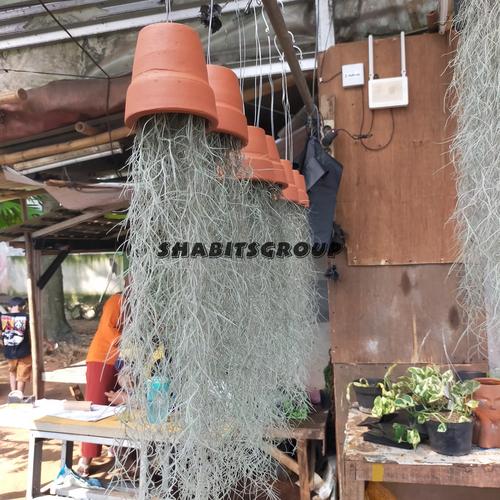 Jual tanaman hias jenggot musa tanaman tillandsia usneoides jenggot ...