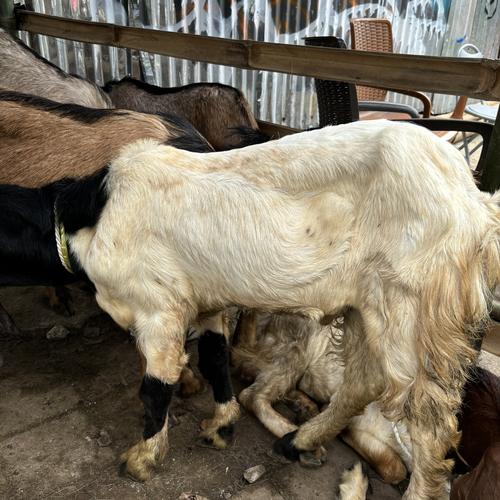 Jual Kambing qurban Super Berat - Jakarta Selatan - tiffany.swatch | Tokopedia