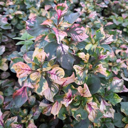 Jual Tanaman Daun Krokot Pink / Krokot Jakarta Pink - Kota Batu ...