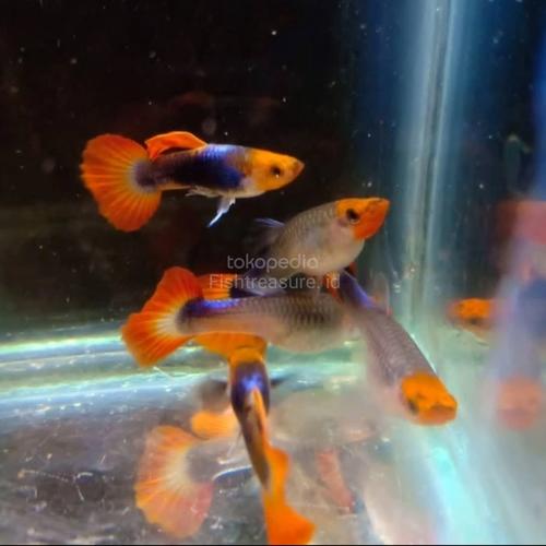 Promo Ikan Hias Guppy Tuxedo Short Body - betina - Kota Depok - Fishtreasure. id | Tokopedia
