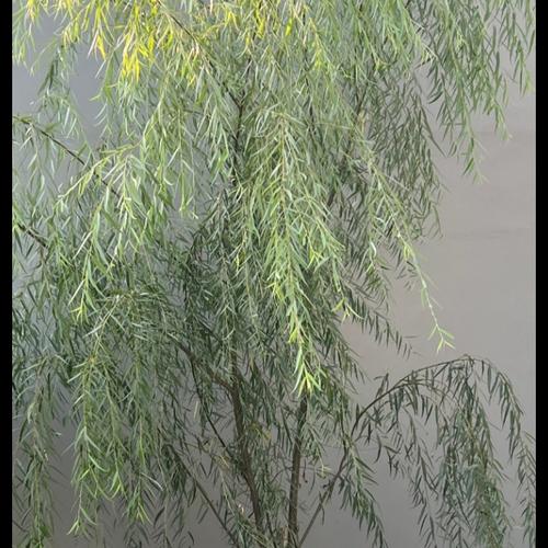 Jual Pohon liang liu tinggi 3,5meter sampai 4meter - Kota Depok ...