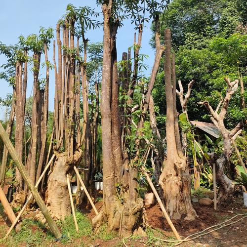 Jual pohon pule fosil 5/6 mtr m - Kota Depok - Cahya Flora | Tokopedia