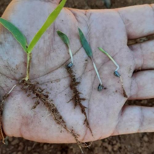 Jual Benih rumput pakan ternak 1kg/bede/signal grass/brachiaria ...