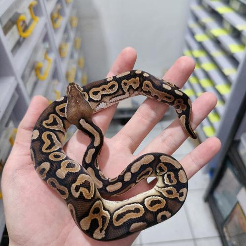 Jual Ball Python F Cinnamon het Clown - Kota Bandung - papathio | Tokopedia