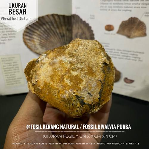 Jual Fosil Kerang Natural A24 atau Fosil Keong atau Fossil Bivalvia ...