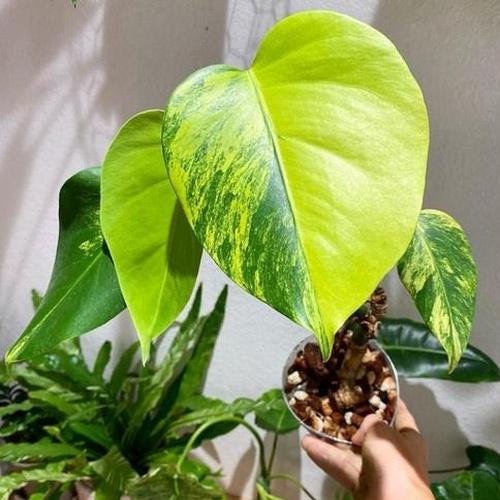 Jual ! MONSTERA MARMORATA VARIEGATA / MONSTERA MARMO VARIGATA ...